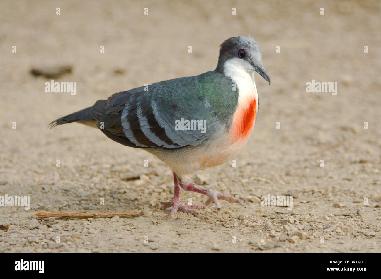 Luzon Bleeding Heart (Gallicolumba luzonica Stock Photo - Alamy