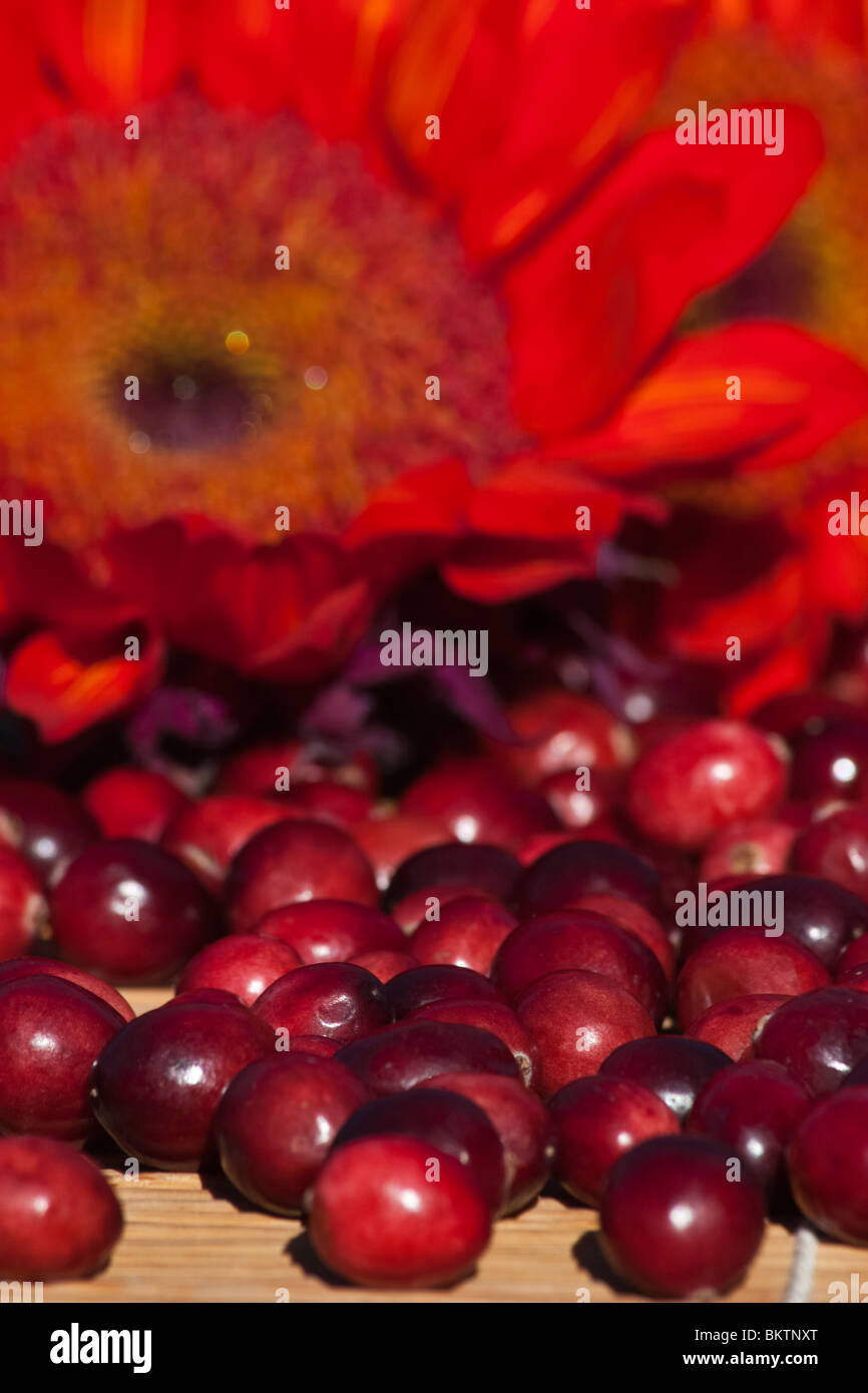 Cranberries growing fruit hi-res stock photography and images - Alamy
