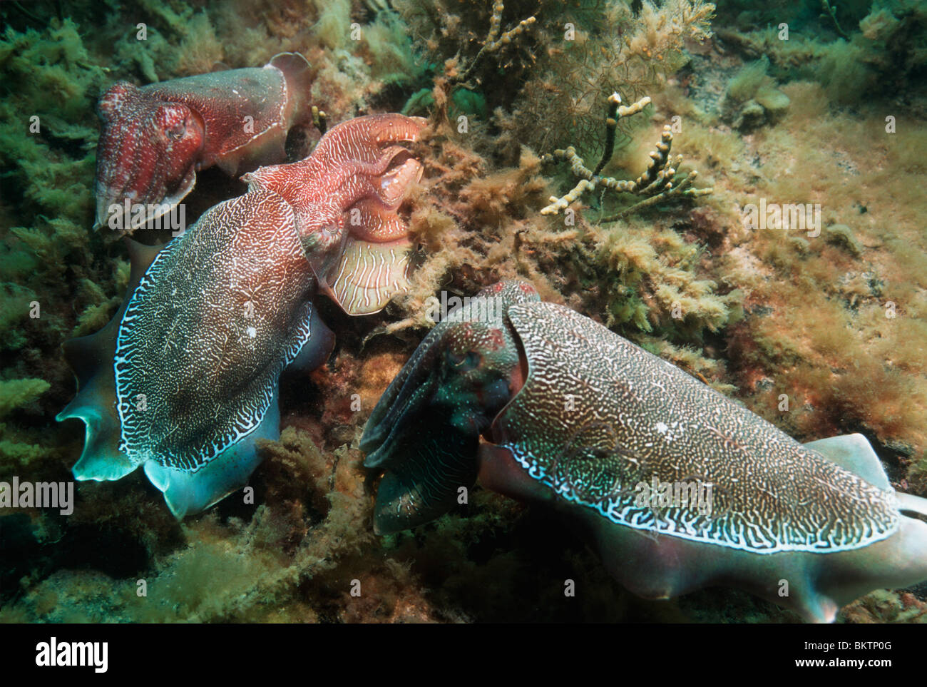 Giant cuttlefish (Sepia apama) male shielding a female from another ...