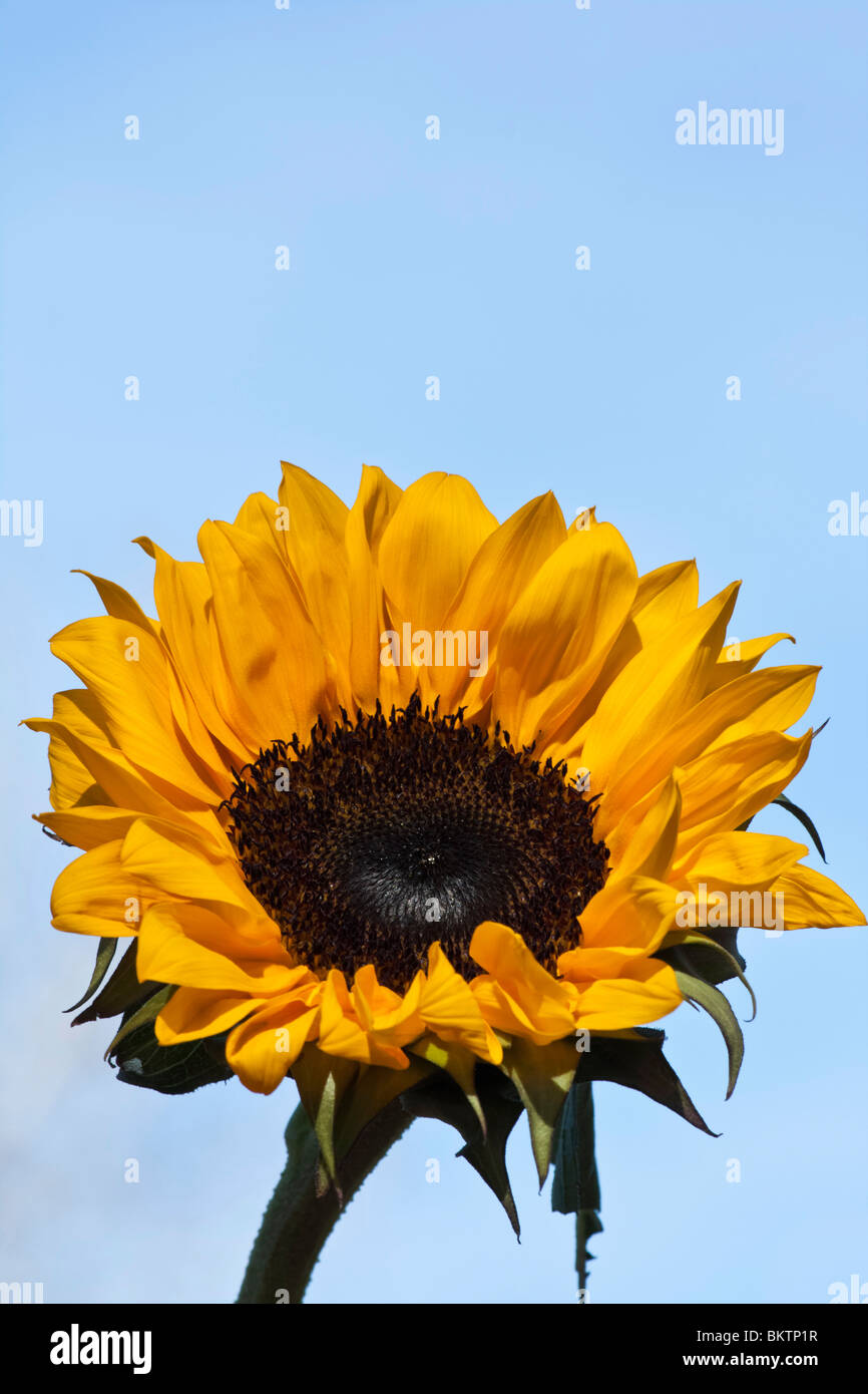Side angle sunflowers hi-res stock photography and images - Alamy