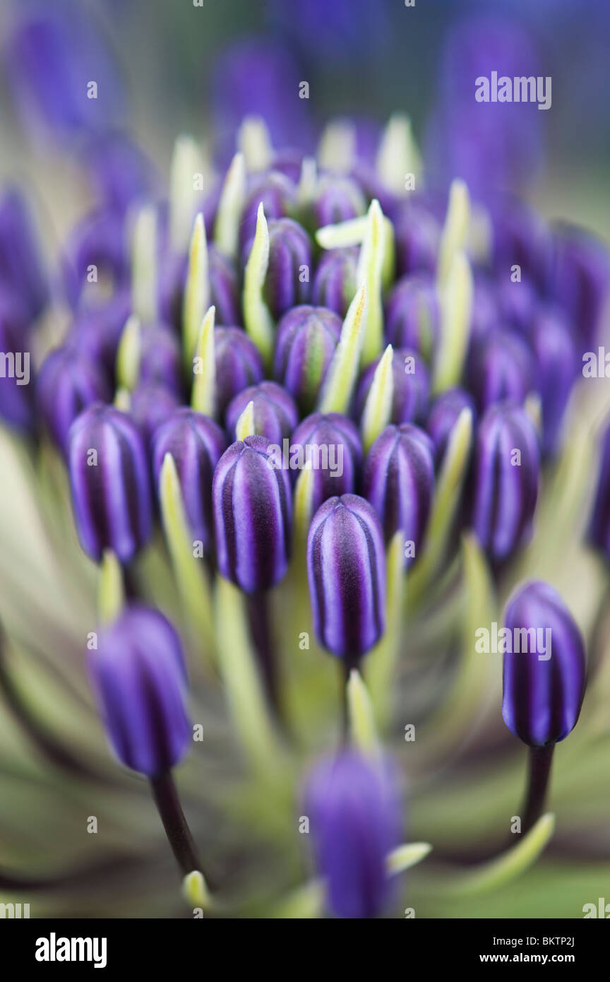 Bud shaped flowers hi-res stock photography and images - Alamy