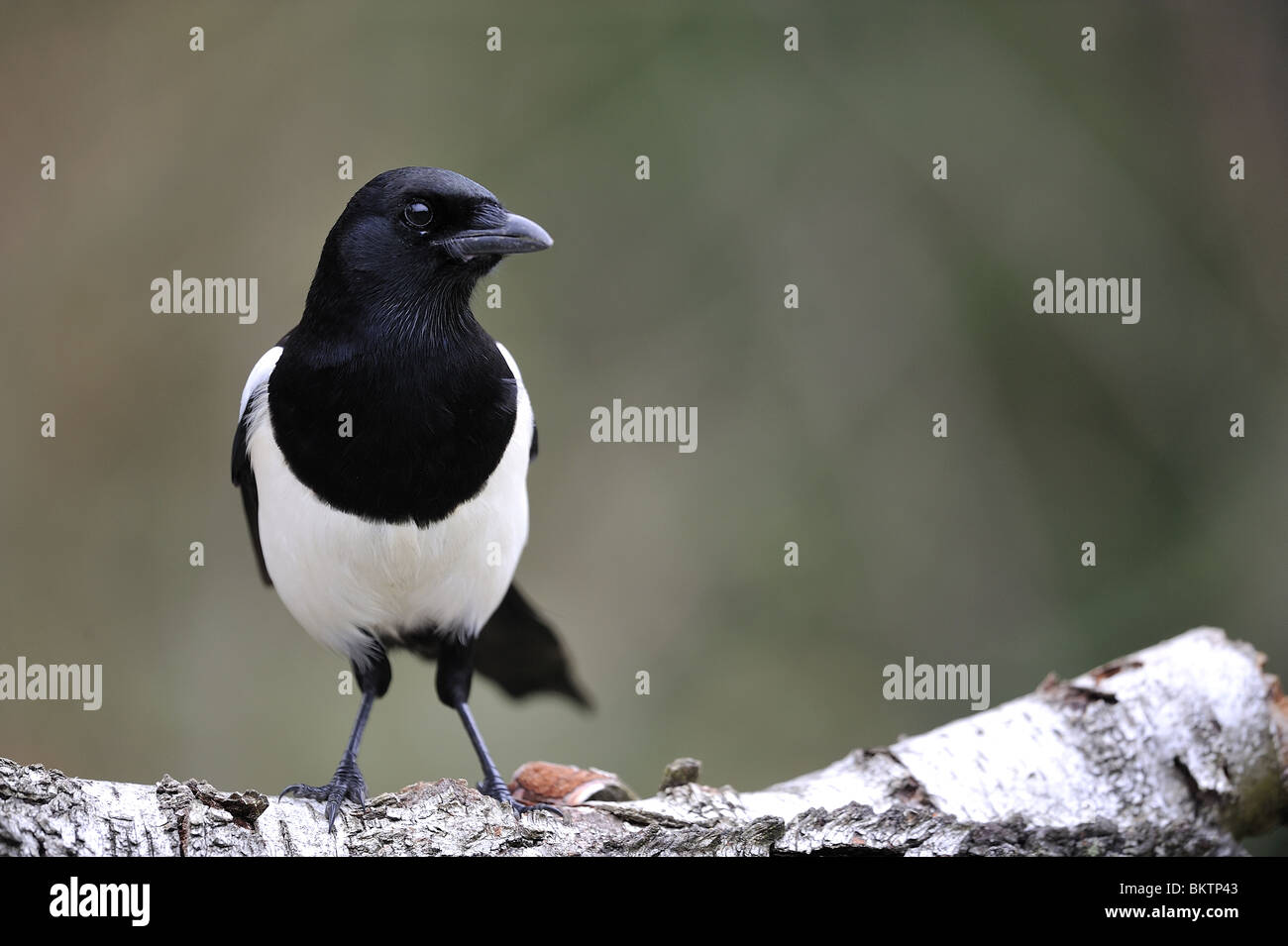 Black billed magpie in tree in hi-res stock photography and images - Alamy