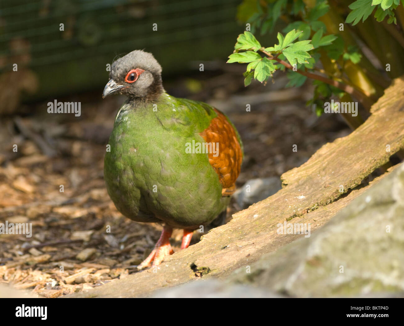 Female Crested Wood-Partridge (Rollulus rouloul) or Roulroul Stock ...