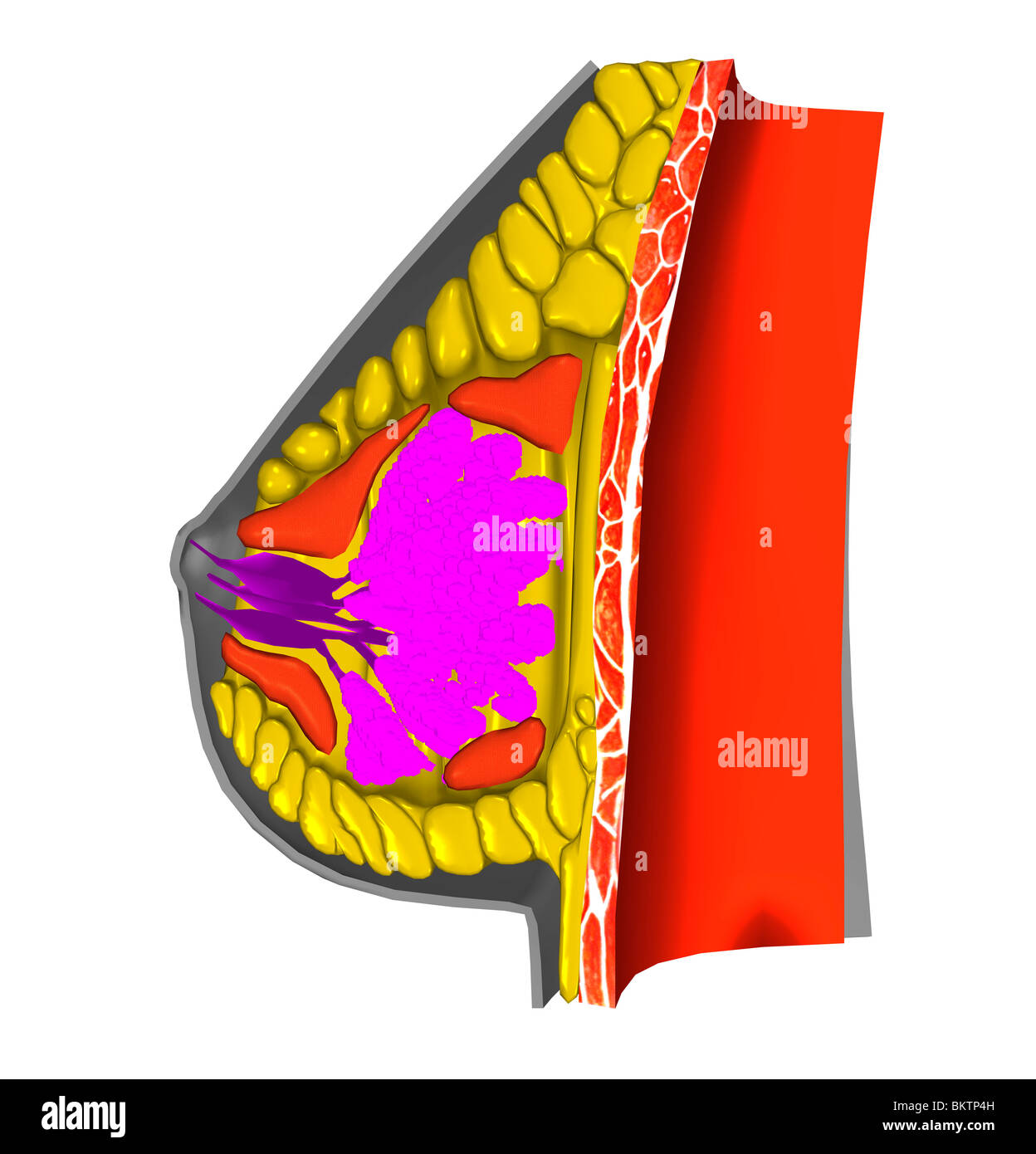 Brustanatomie / breast anatomy Stock Photo - Alamy