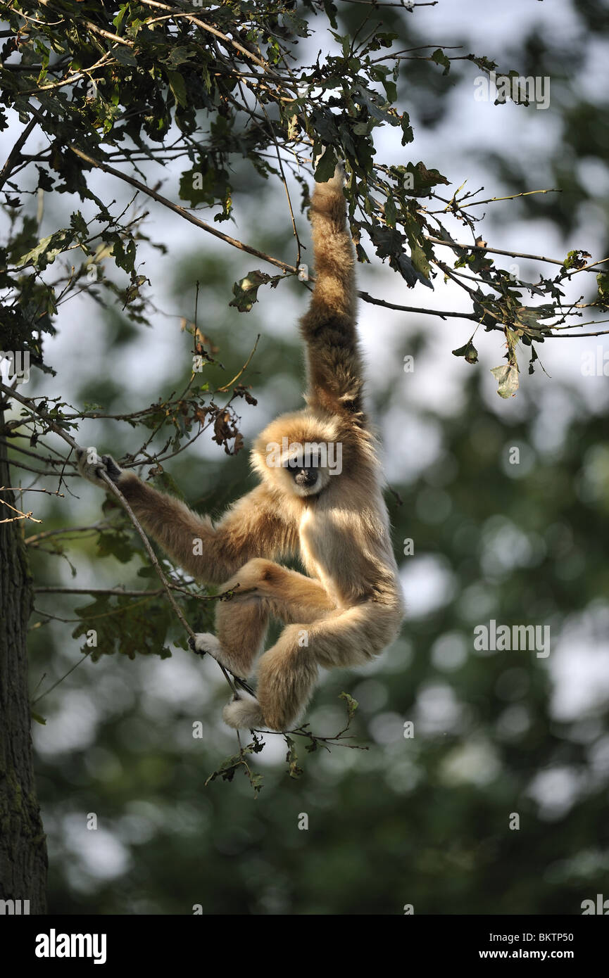 White-handed gibbon hanging in a tree Stock Photo - Alamy