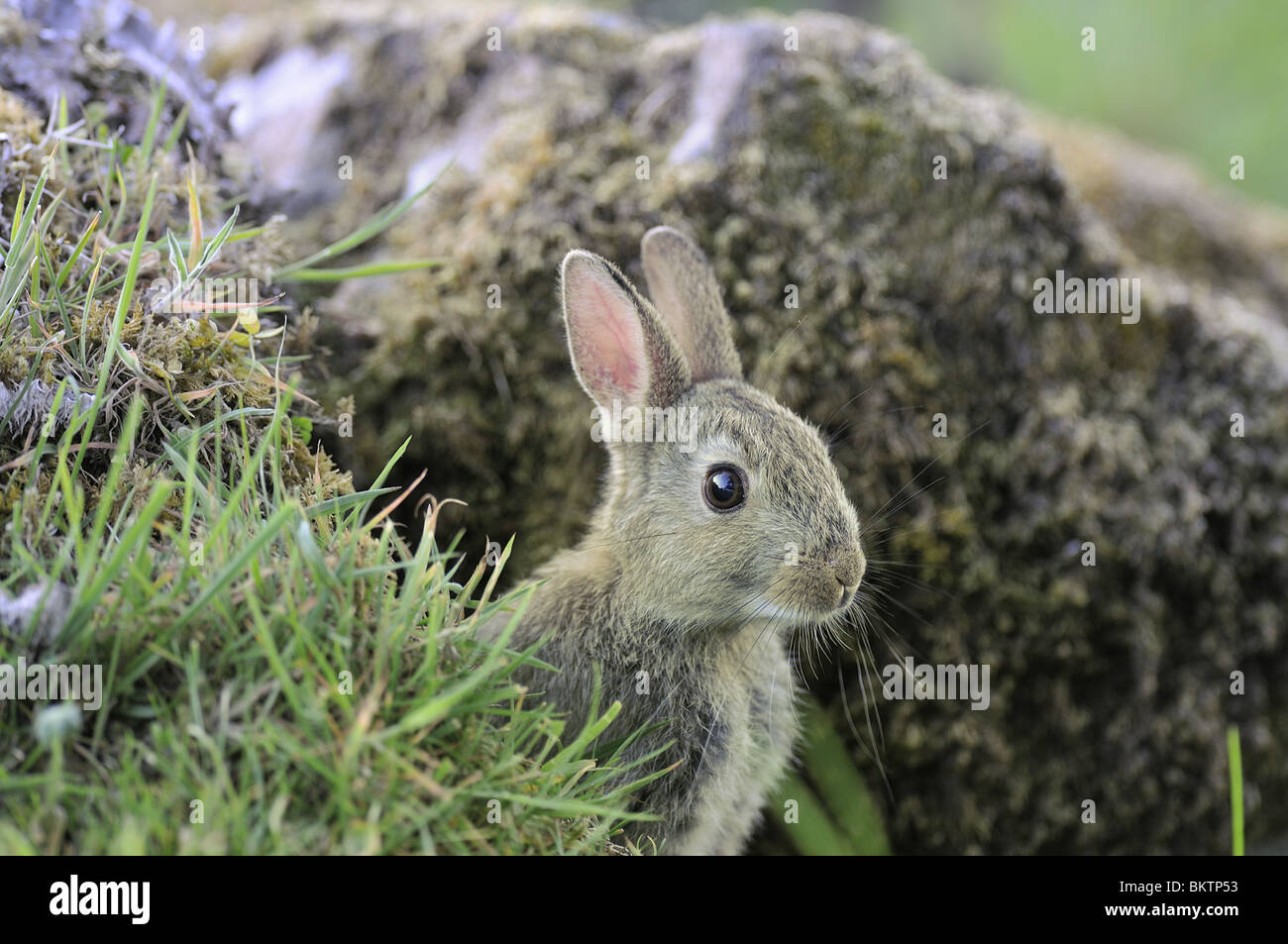 Rabbit burrow grass hi-res stock photography and images - Alamy