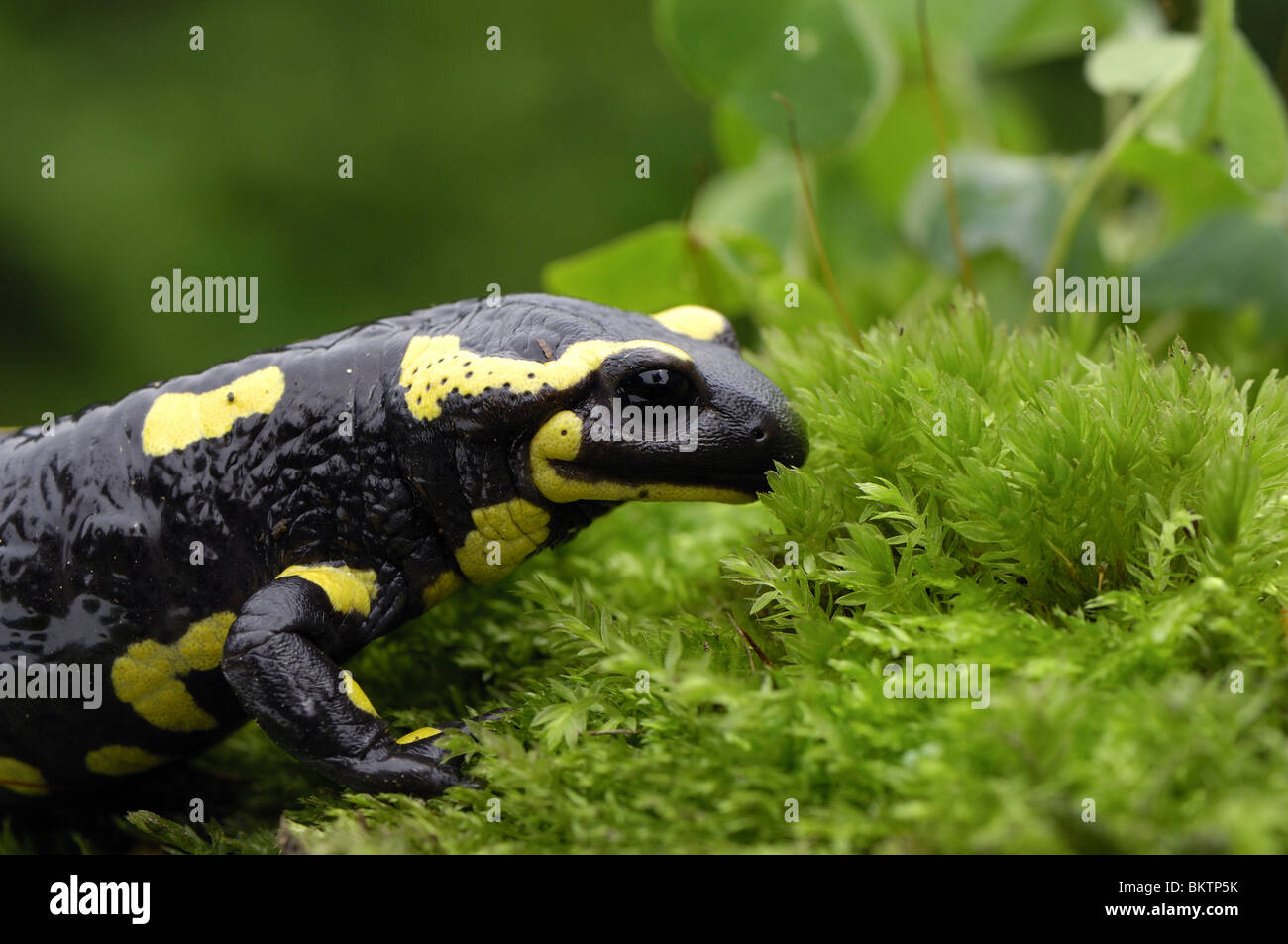 Portrait of a fire salamander Stock Photo - Alamy