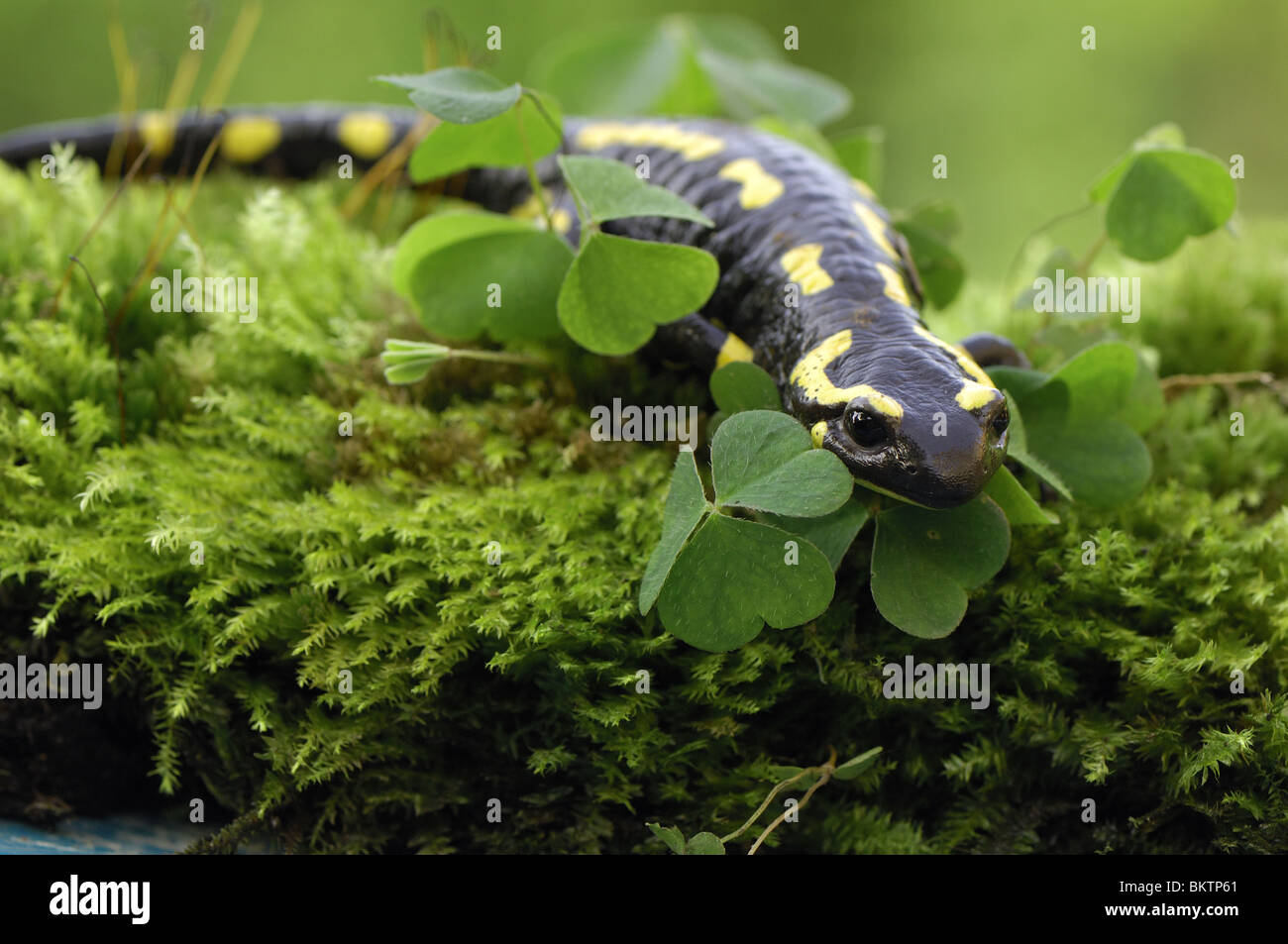 Close-up of a fire salamander Stock Photo - Alamy