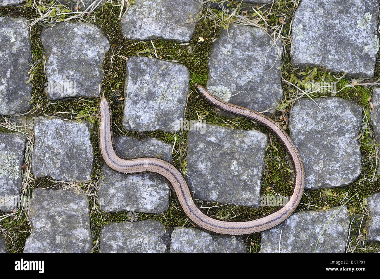 The worm stones hi-res stock photography and images - Alamy