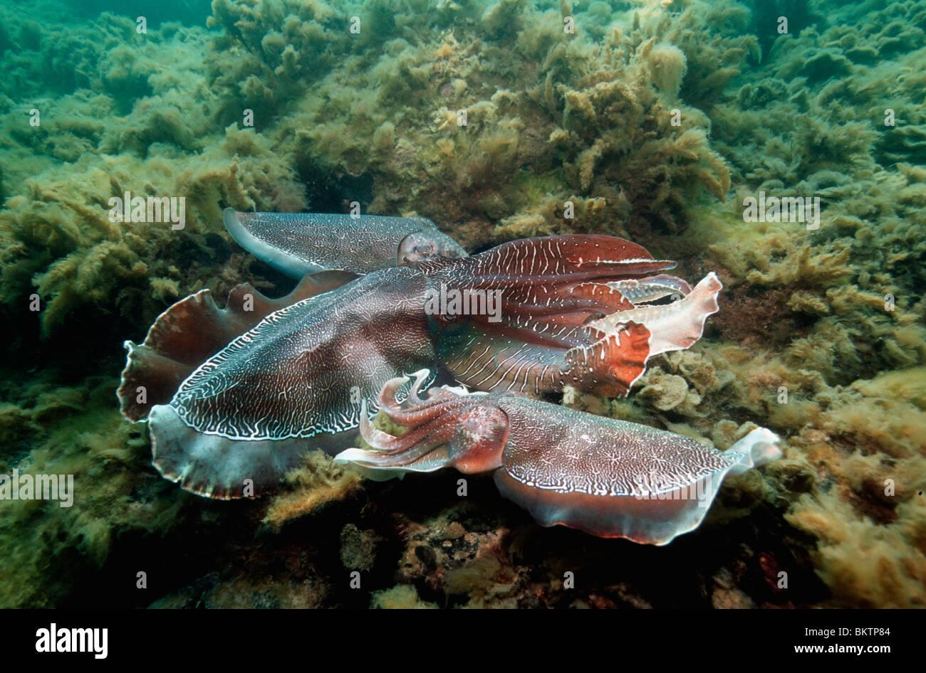 Giant cuttlefish large male warning off a male trying to approach a ...