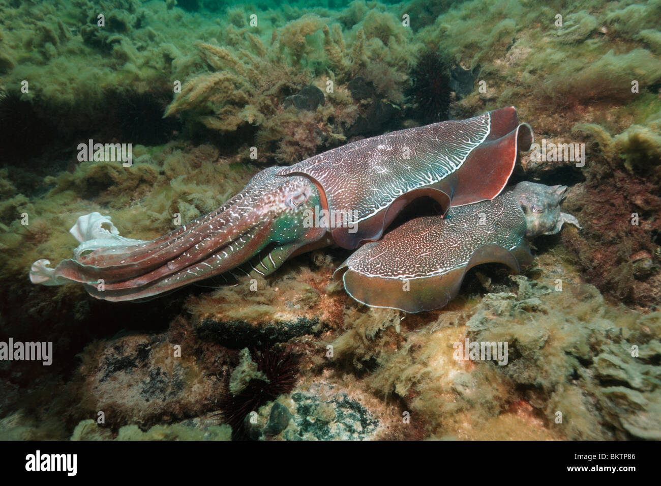 Giant cuttlefish (Sepia apama) guarding an egg-laying female. Spencer ...