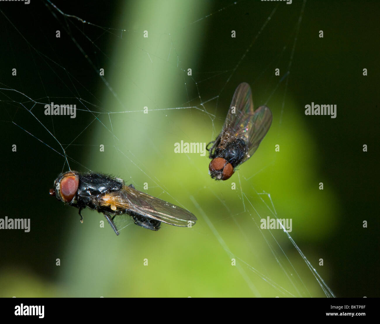 Dead Insects Stock Photos & Dead Insects Stock Images - Alamy