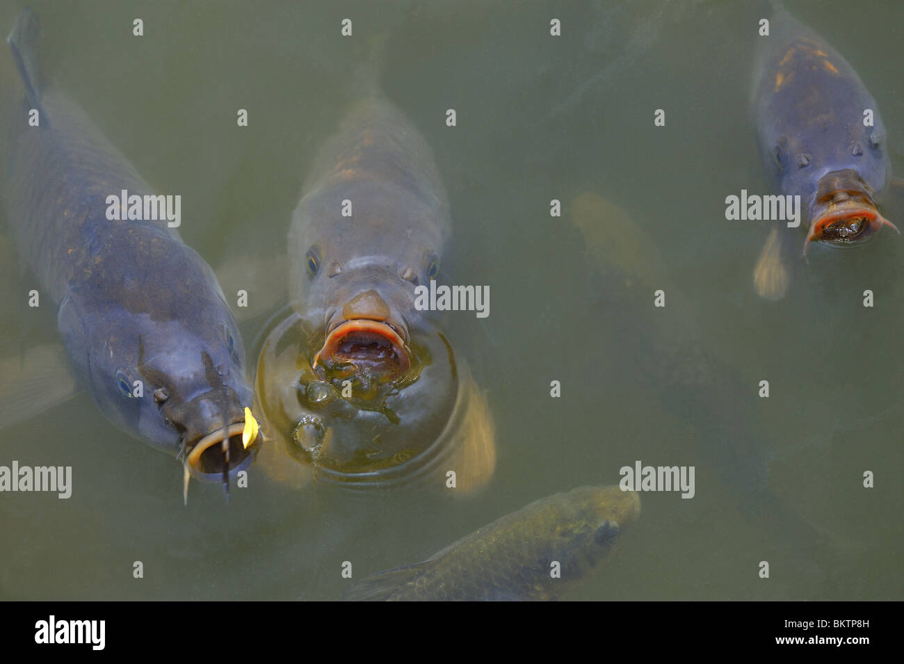 Group of common carps swimming at the surface Stock Photo - Alamy