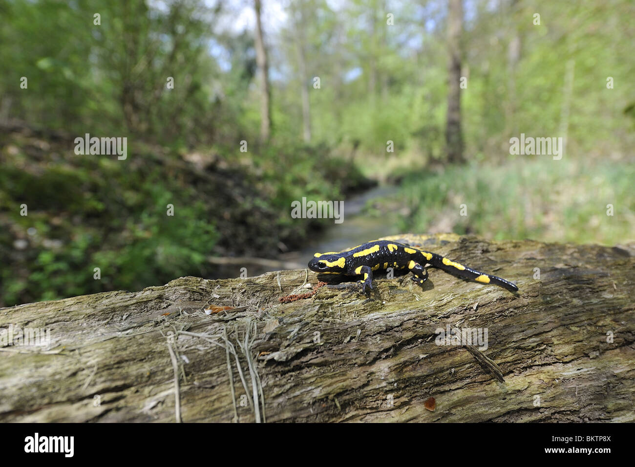 Dead Salamander High Resolution Stock Photography and Images - Alamy