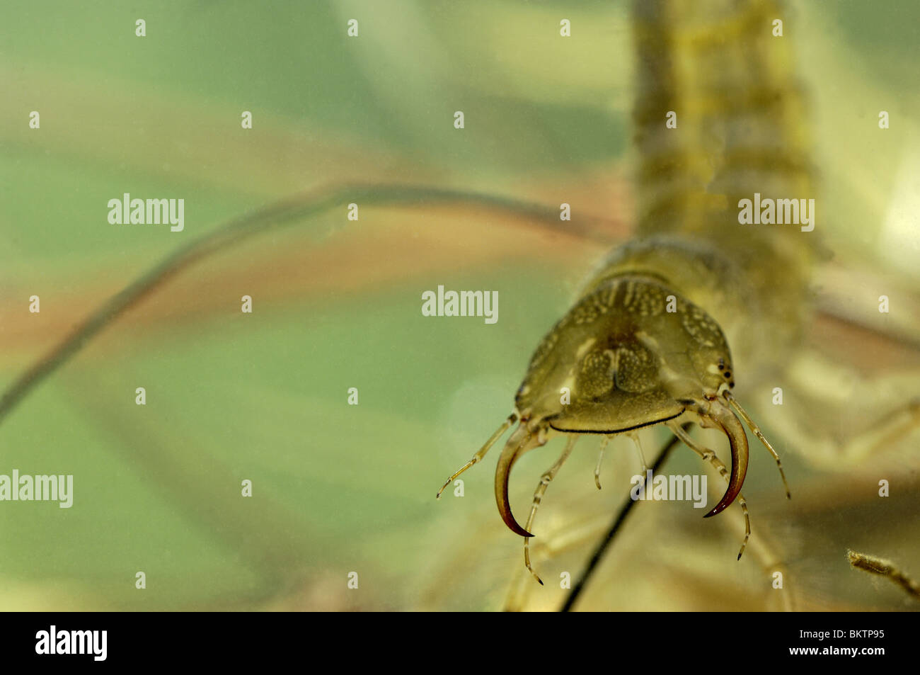 Detail of the head of a great diving beetle showing the hooks Stock ...