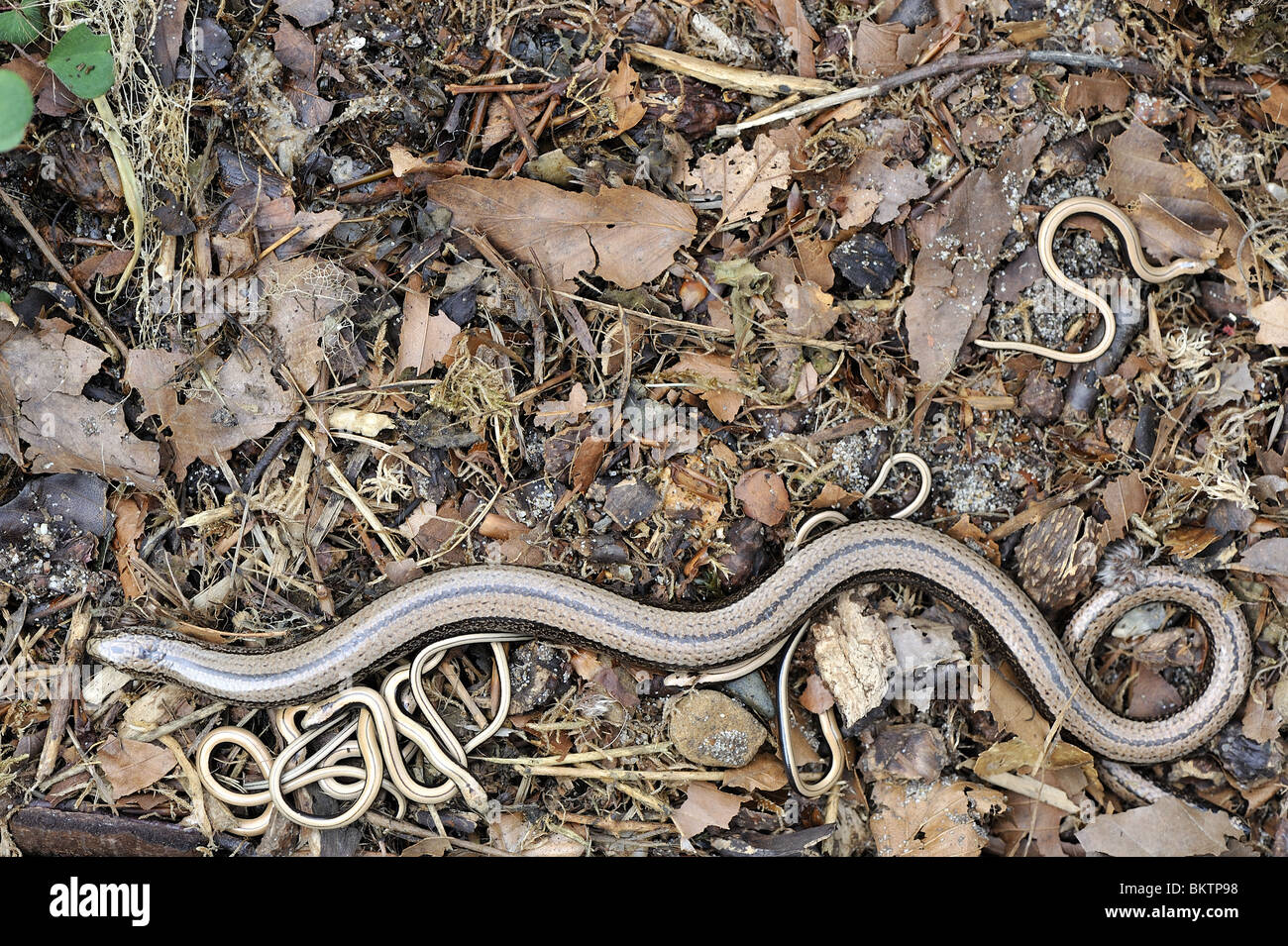 Slow worm with its newborns Stock Photo - Alamy