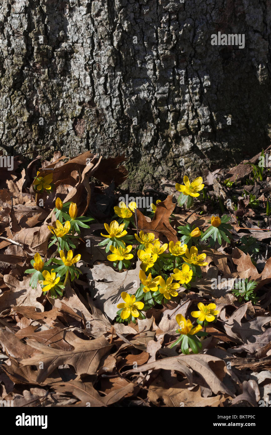 Flowering yellow Aconites Eranthis Hyemalis in the oak leaves early ...