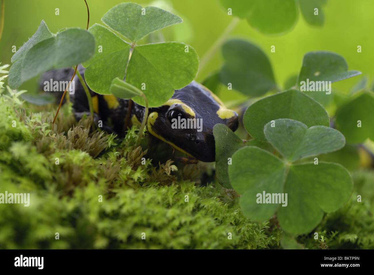 Close-up of a fire salamander Stock Photo - Alamy
