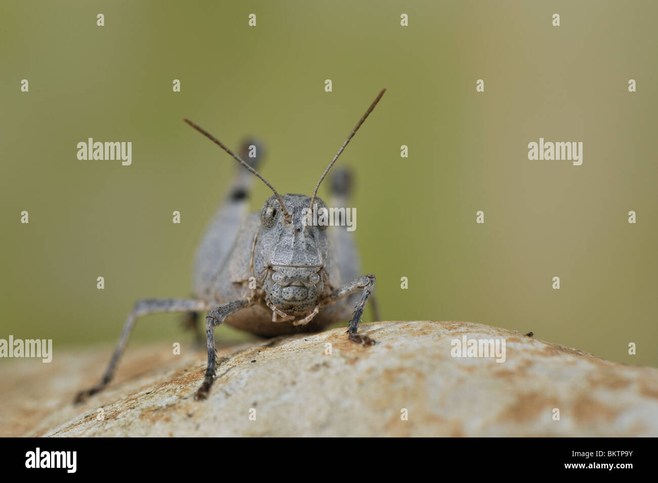 Blue sand-grasshopper (slender blue-winged grasshopper) on a stone ...