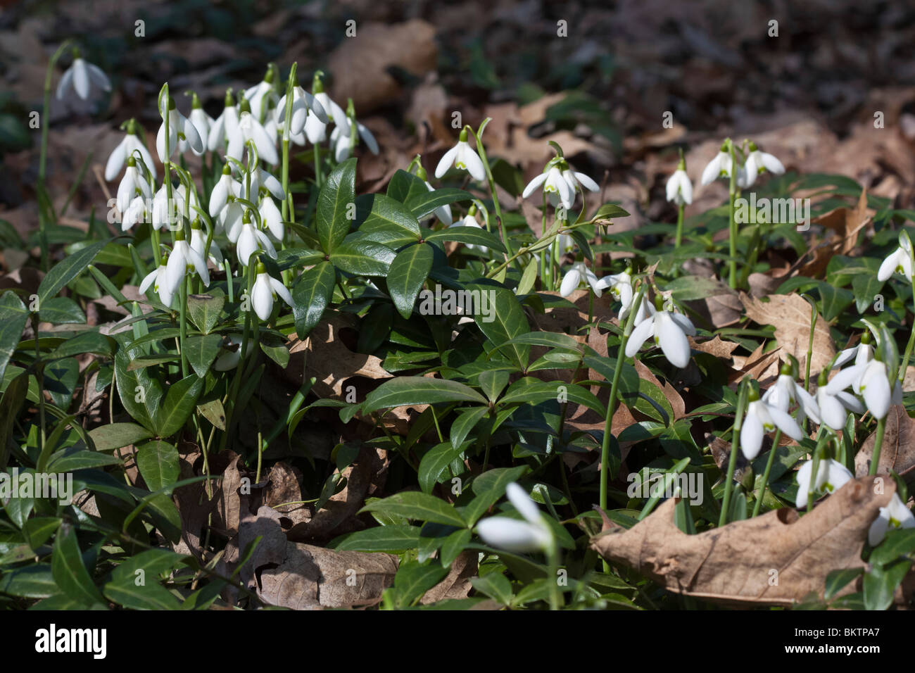Beautiful snowdrops on blurred background hi-res stock photography and ...