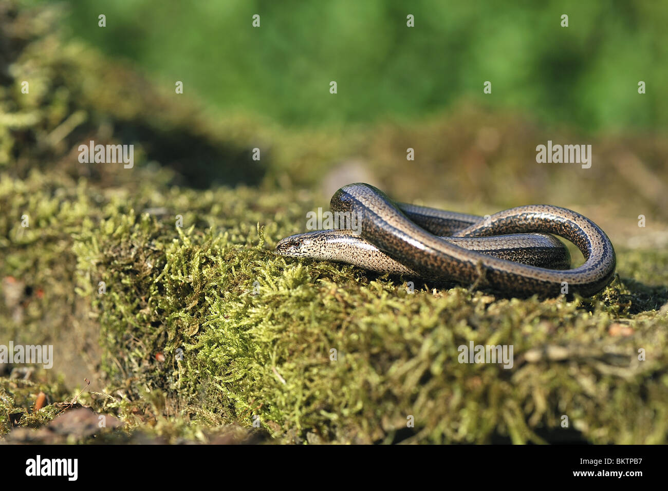 Slow worm High Resolution Stock Photography and Images - Alamy