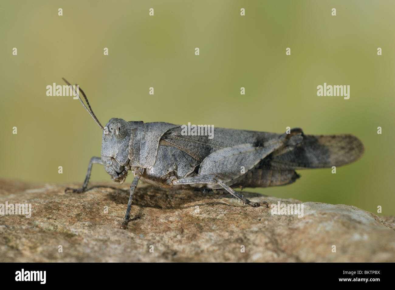 Blue sand-grasshopper (slender blue-winged grasshopper) on a stone ...