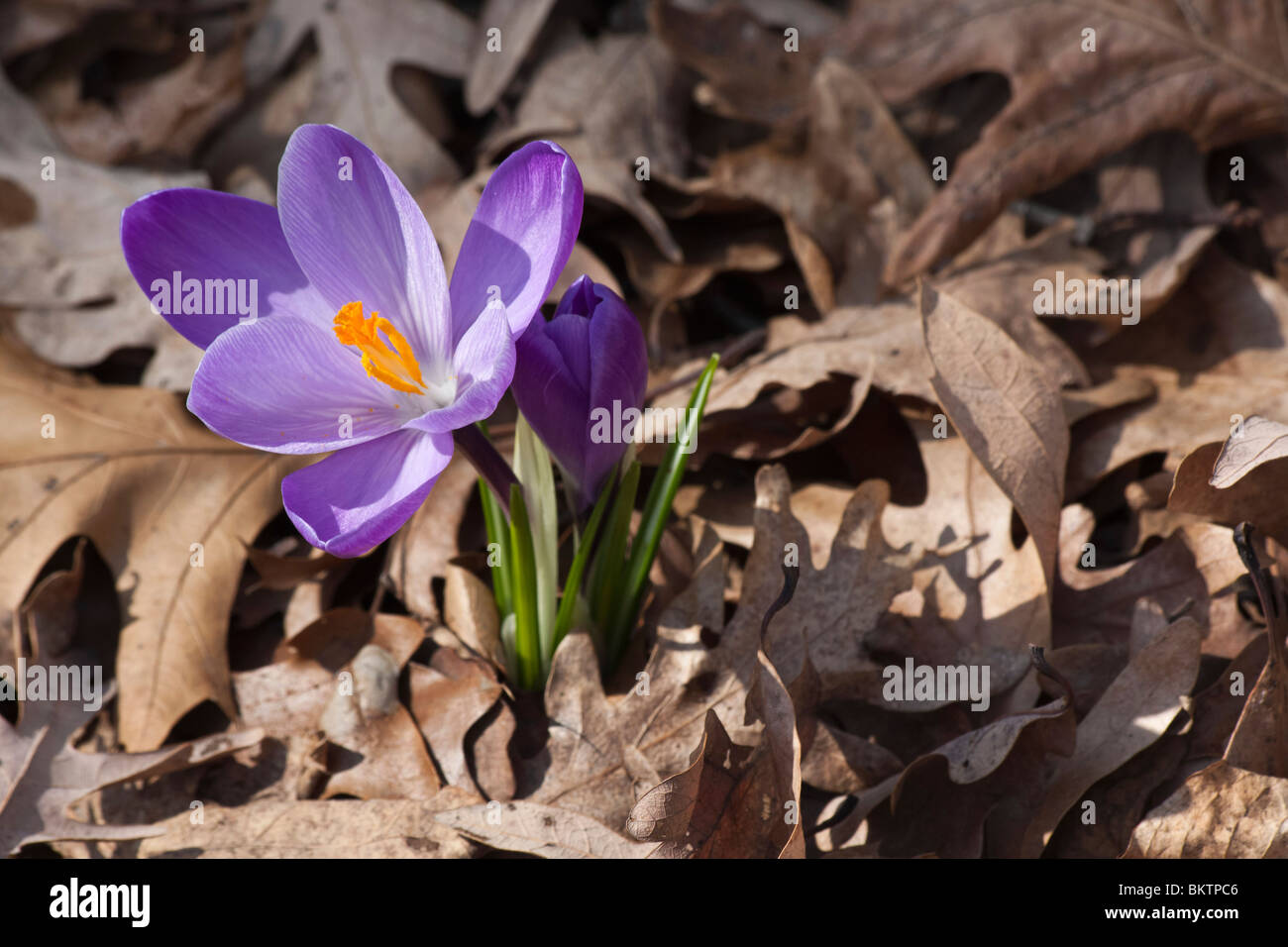 Purple Crocus Chrysanthus flower with petals in oak leaves early Spring ...