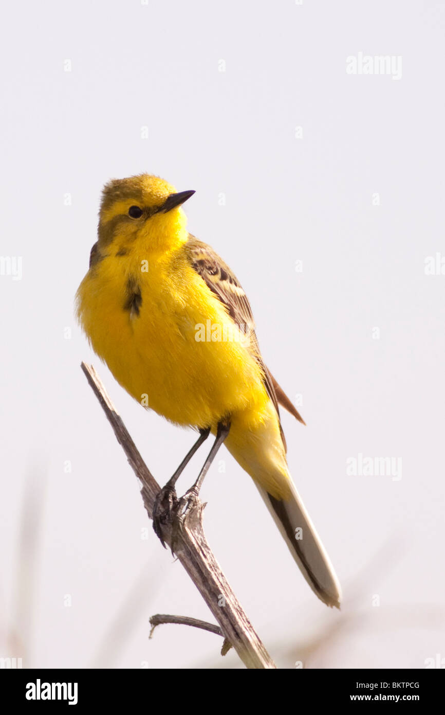 Saltholme reserve hi-res stock photography and images - Alamy