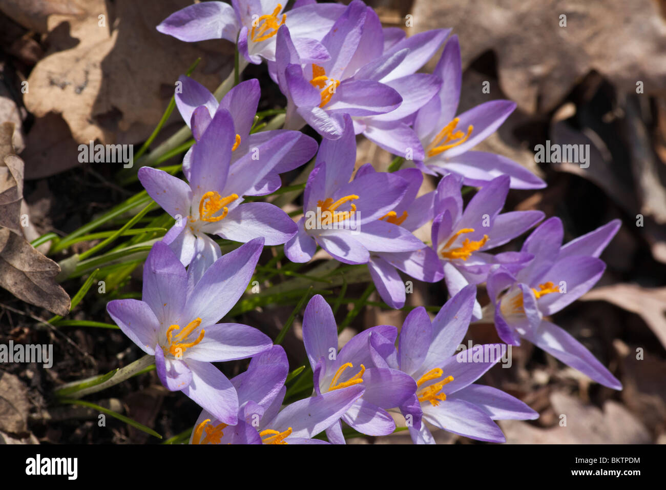 Foreground pictures Cut Out Stock Images & Pictures - Alamy