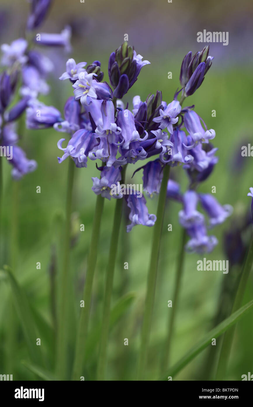 Common bells hi-res stock photography and images - Alamy