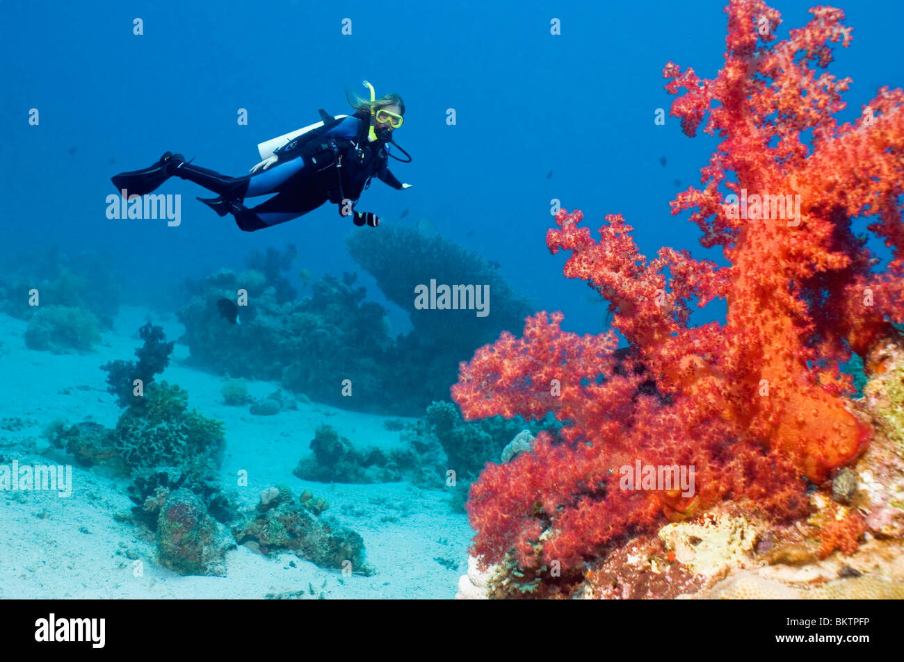 Scuba diving the egyptian red sea hi-res stock photography and images ...
