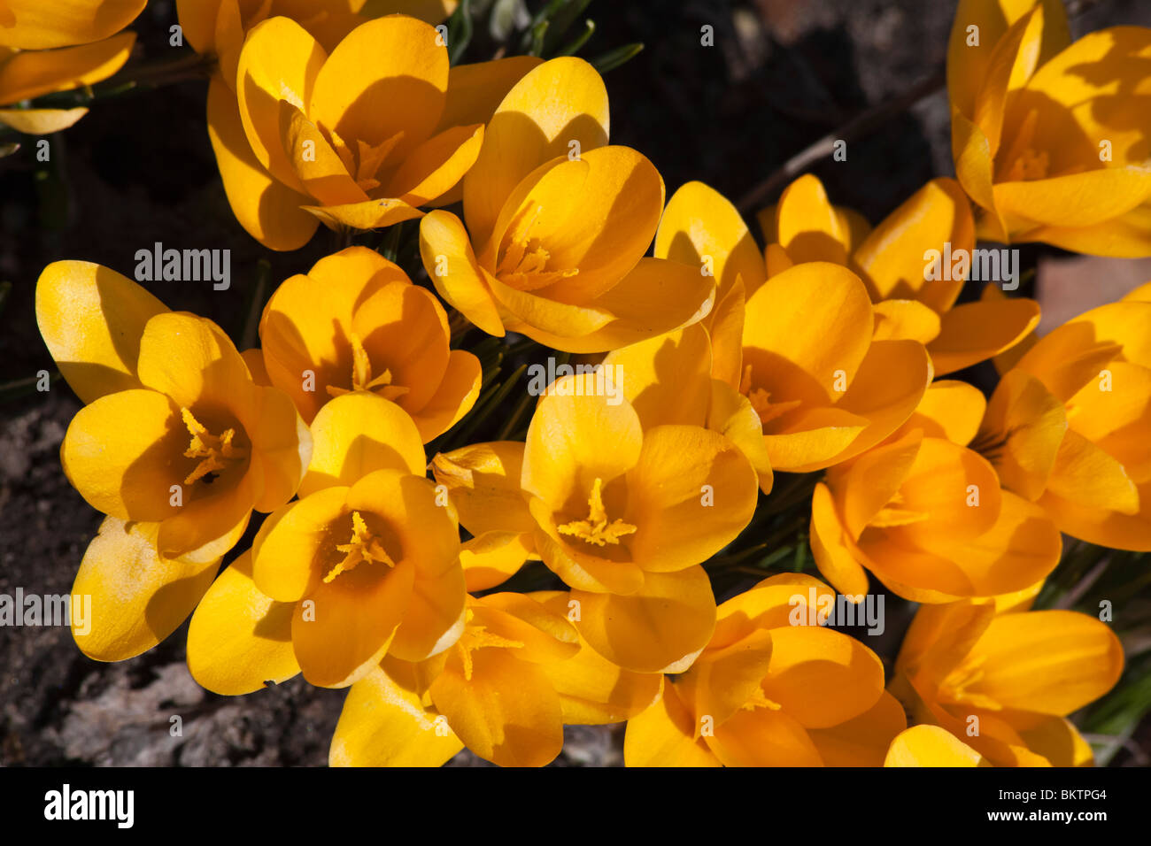 Yellow Crocuses Crocus flowers Spring time is arrived finally here ...