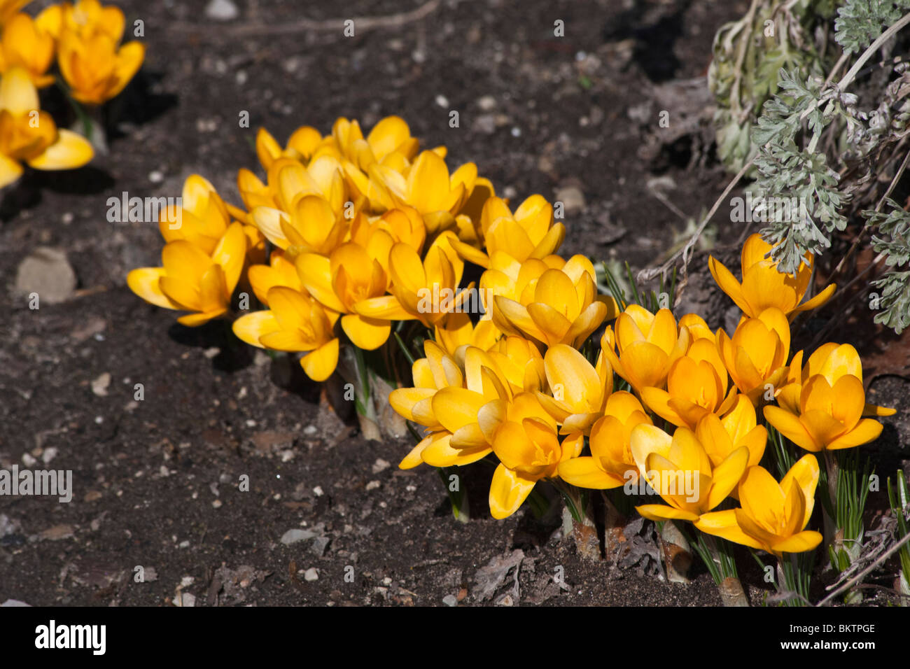Chrysanthus goldilocks hi-res stock photography and images - Alamy