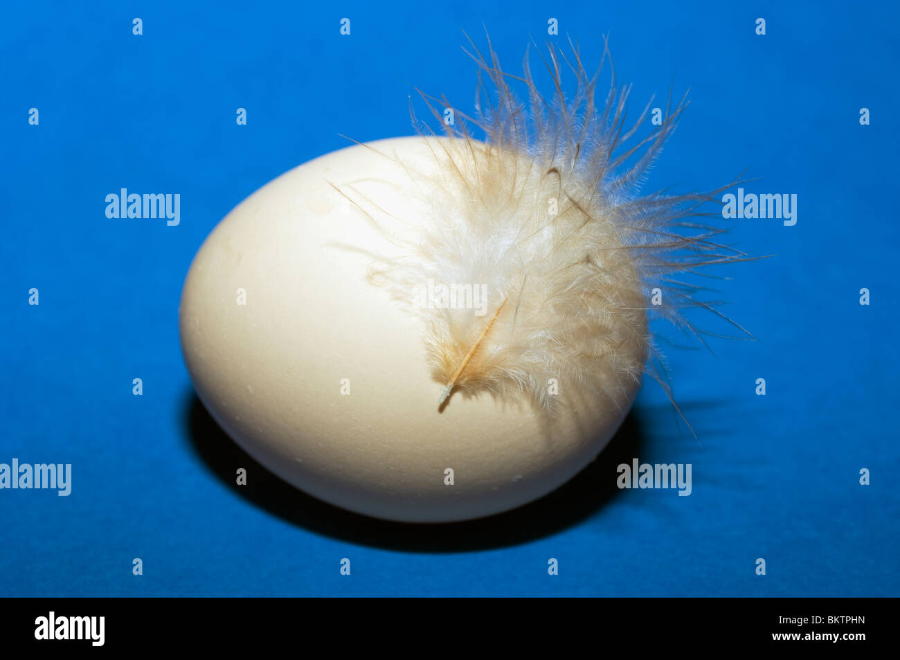 Chicken egg hi-res stock photography and images - Alamy