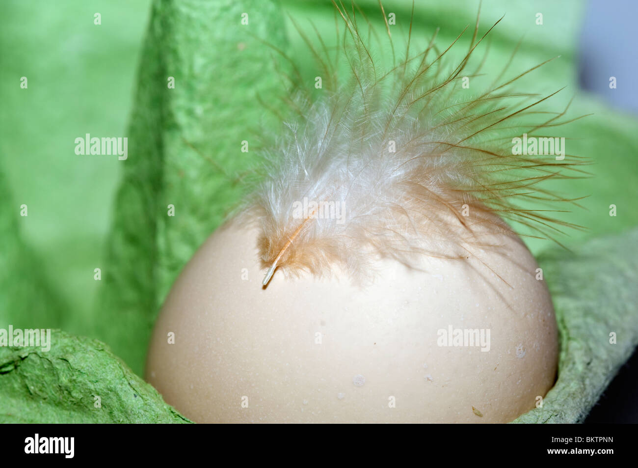 Chicken and egg hi-res stock photography and images - Alamy