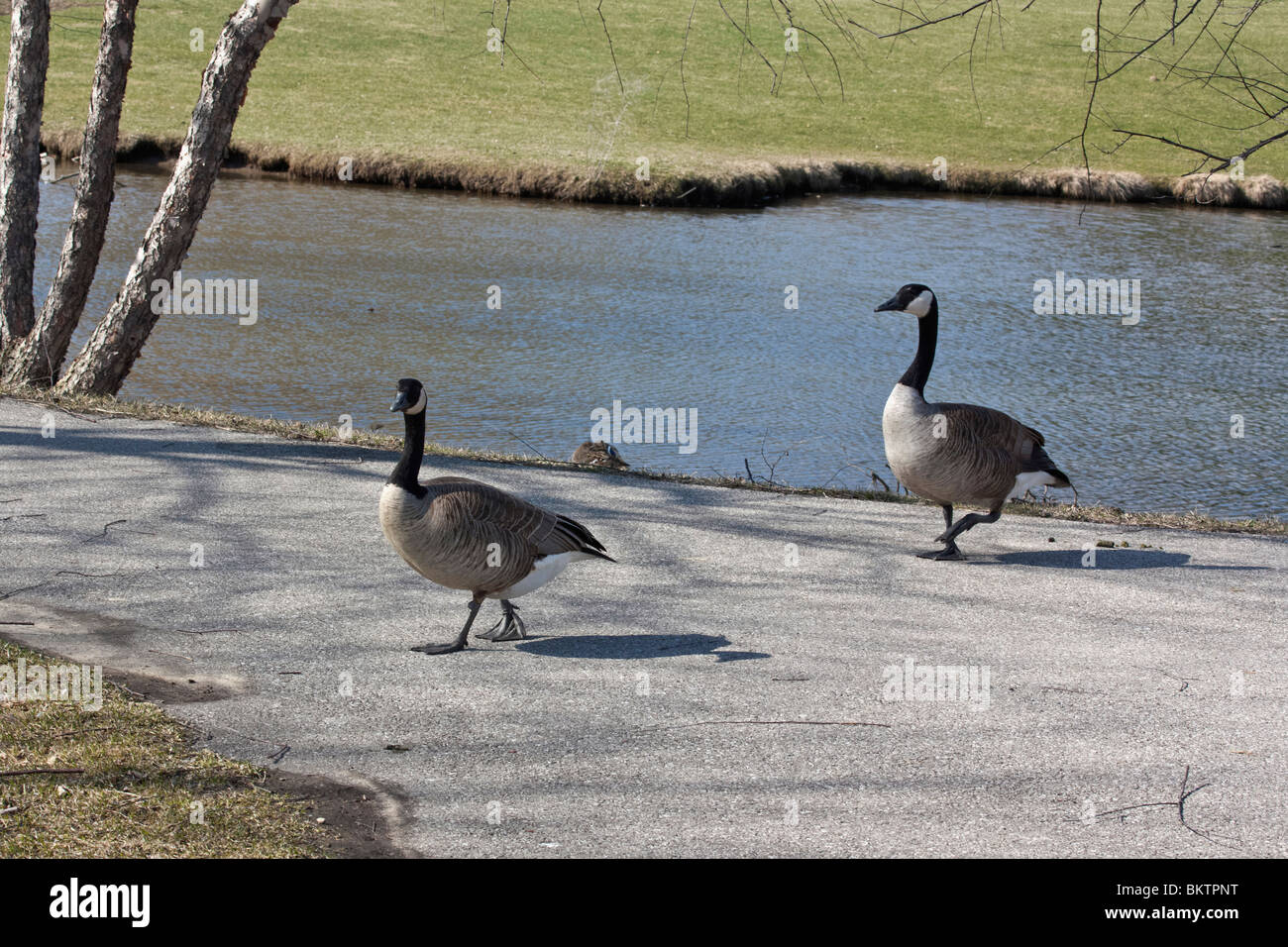 Wildlife hi res hi-res stock photography and images - Alamy