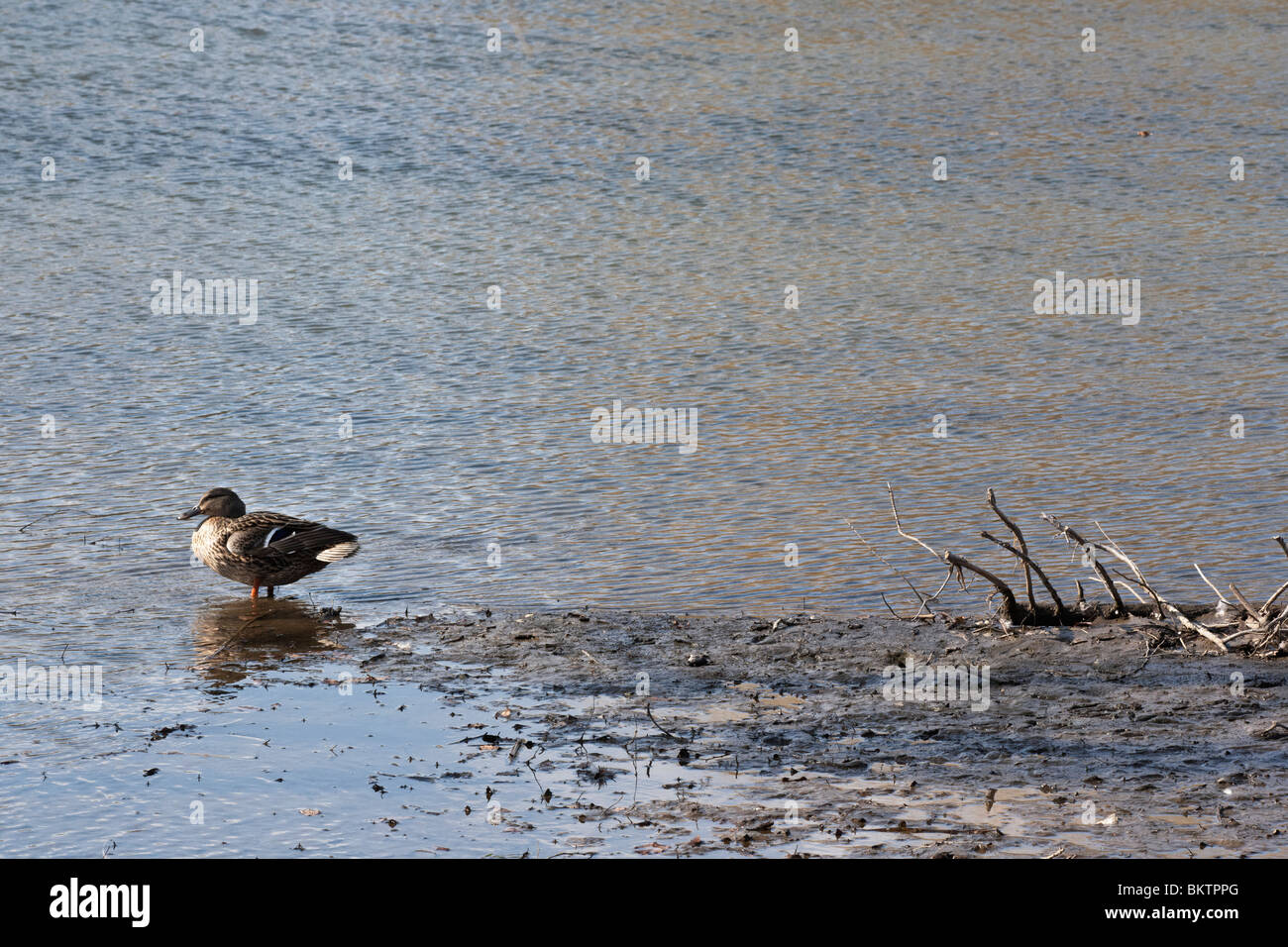 Canadian duck overhead from above Ohio USA US nobody horizontal hi-res ...