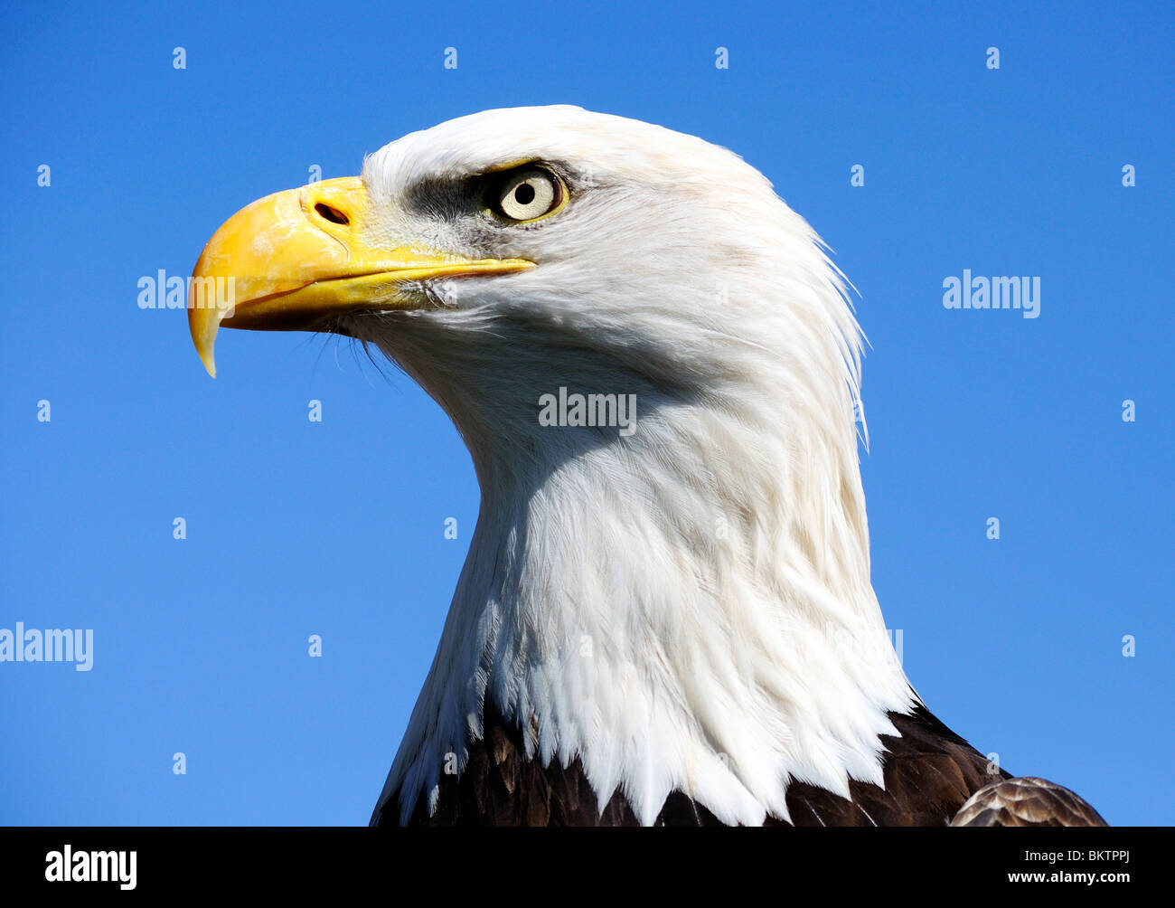 an american bald eagle Stock Photo - Alamy