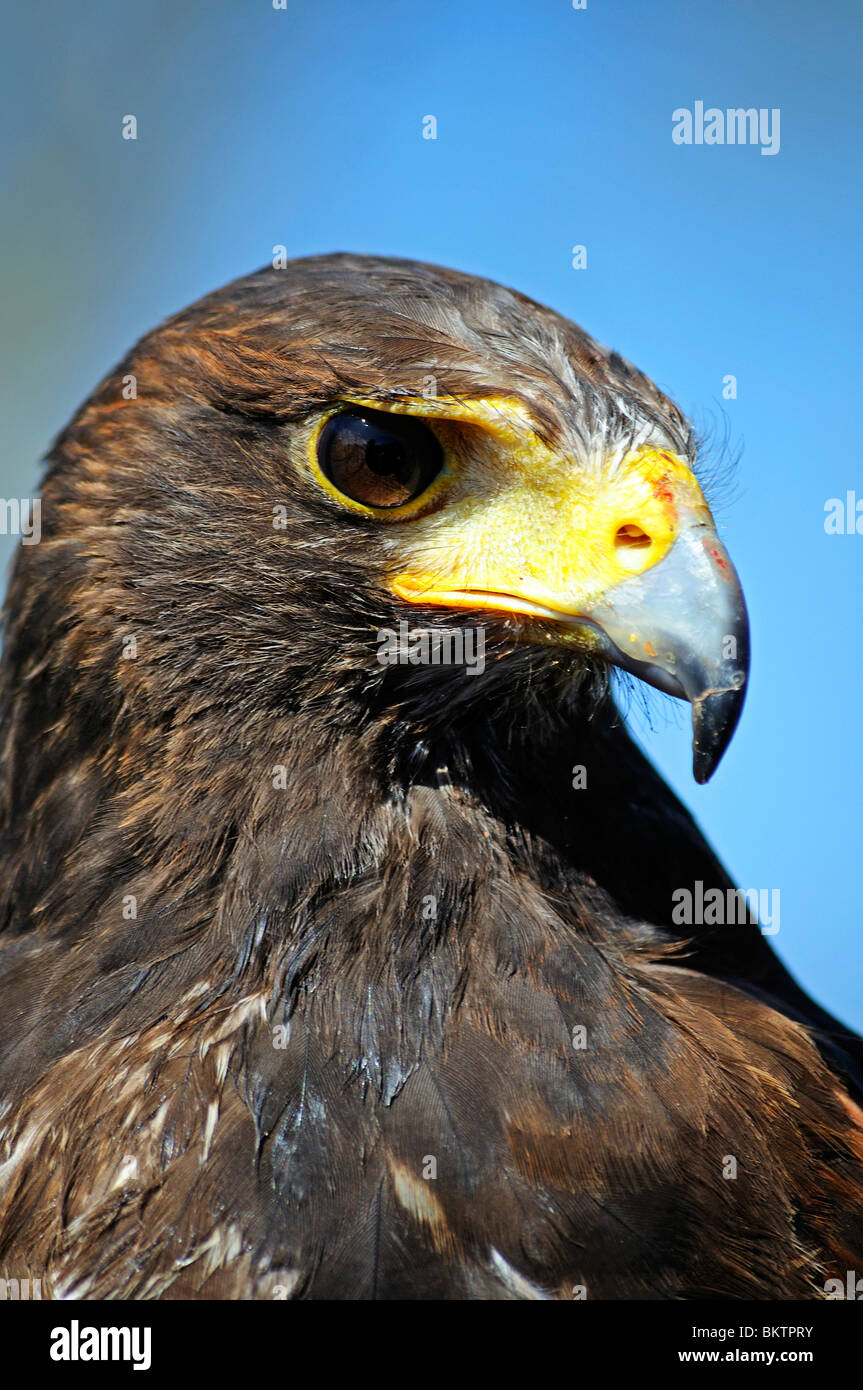 Male hawk hi-res stock photography and images - Alamy