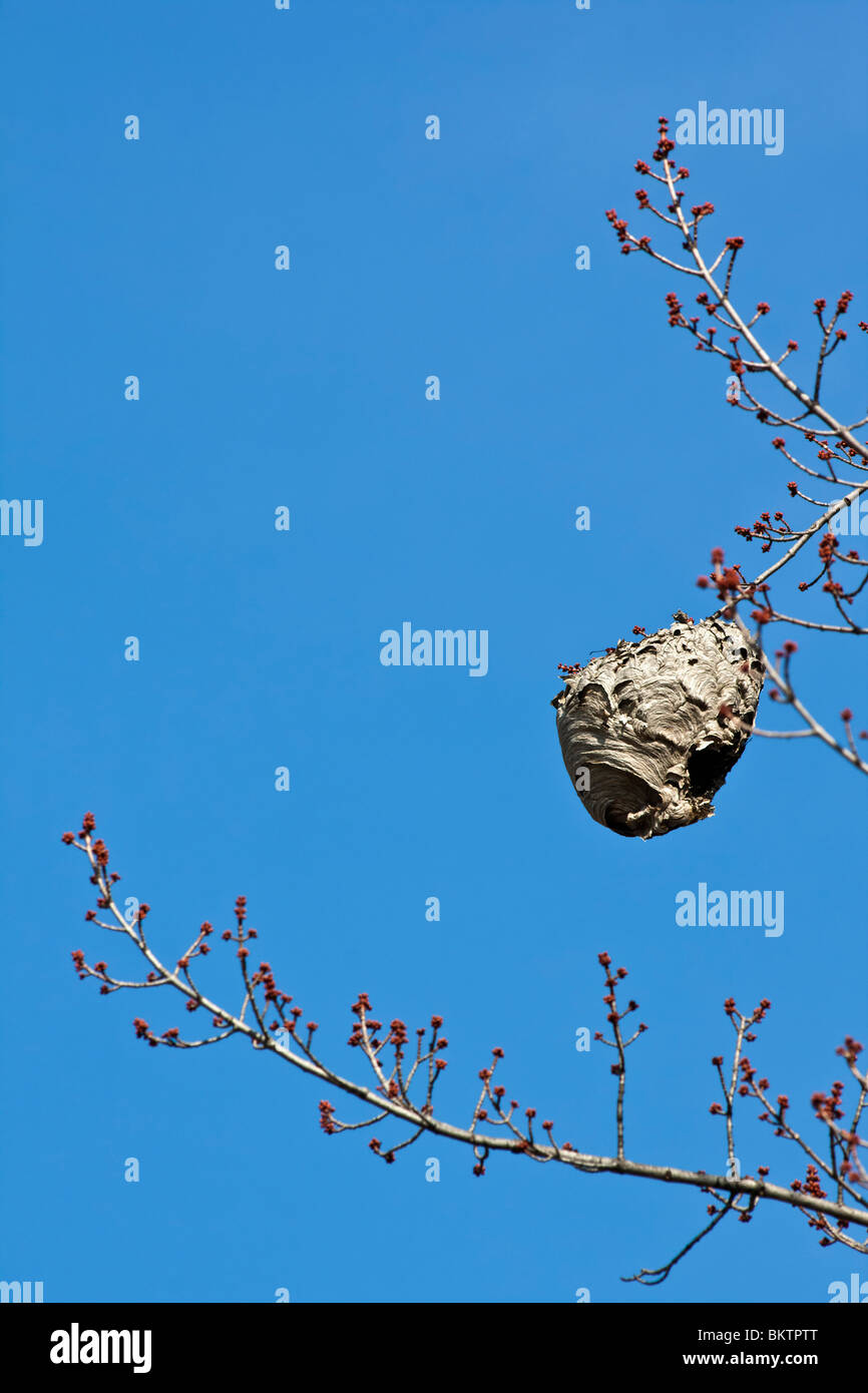Hornets nest hanging in tree hi-res stock photography and images - Alamy