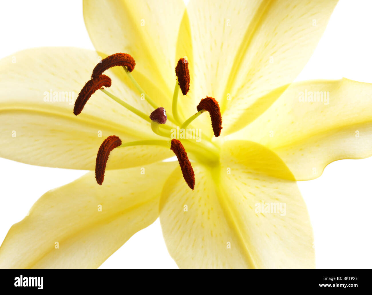 White and yellow oriental lily hi-res stock photography and images - Alamy