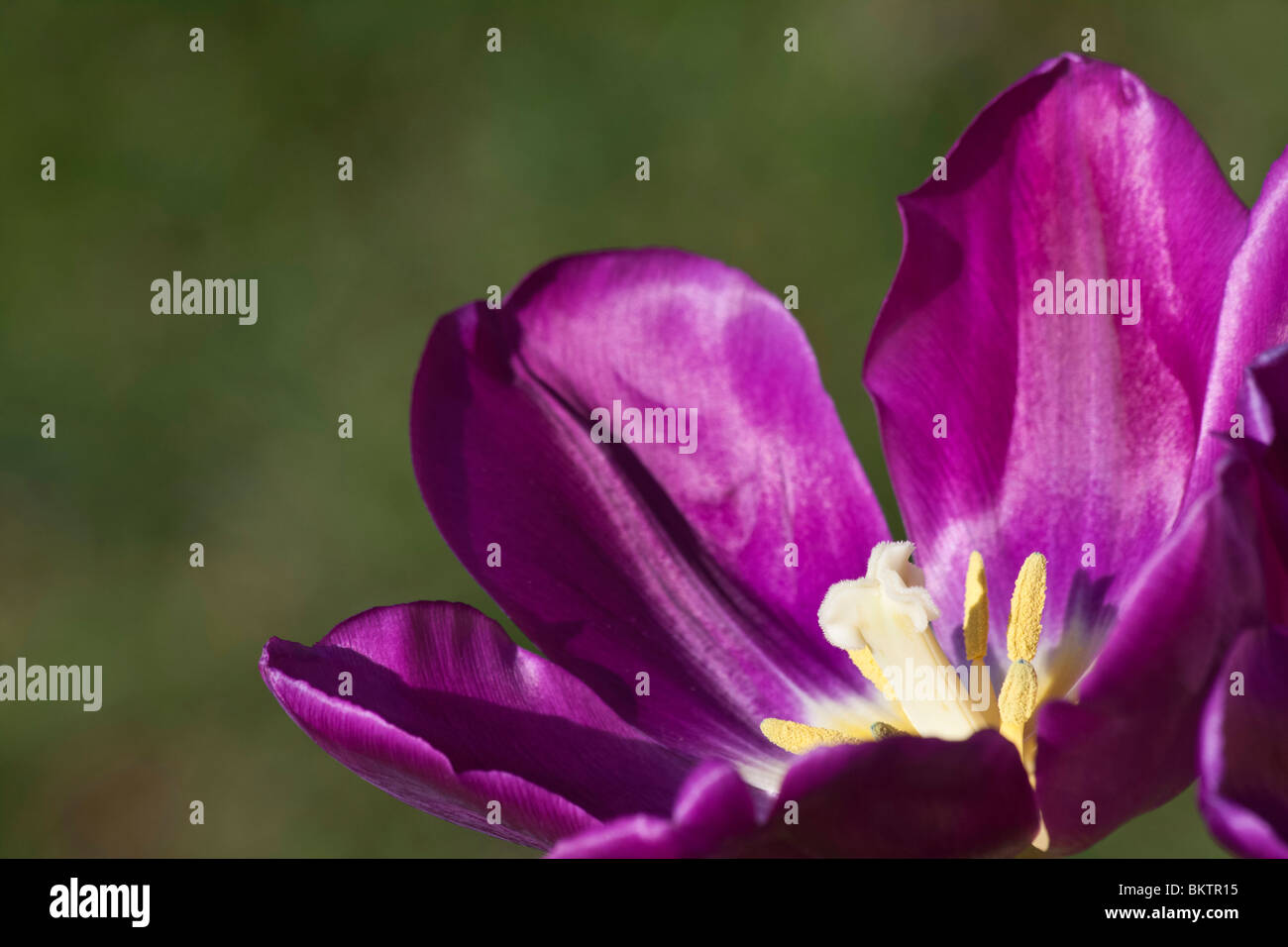 Purple blossom tulipa Burgundy fully open tulip Spring display closeup ...