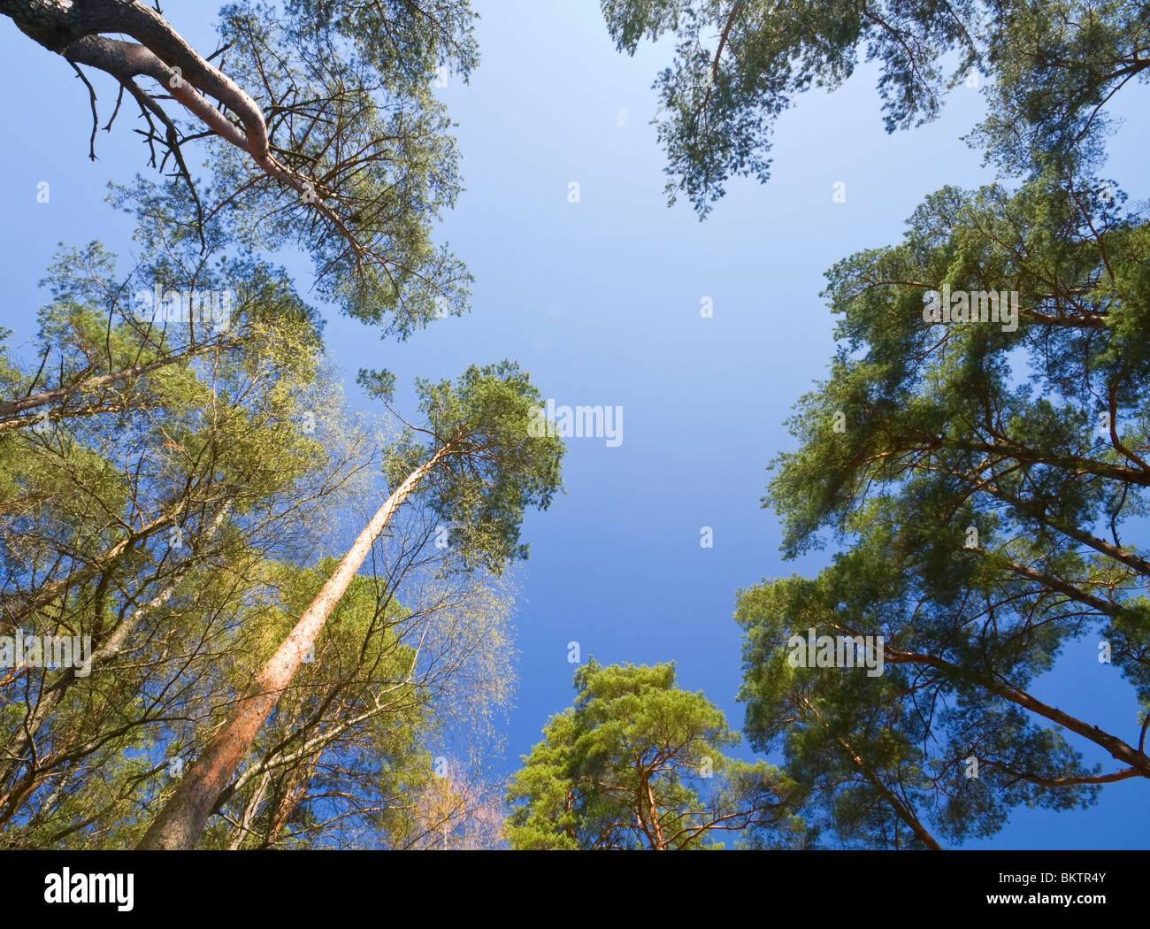 Of tree trunk from below into the tree top hi-res stock photography and ...
