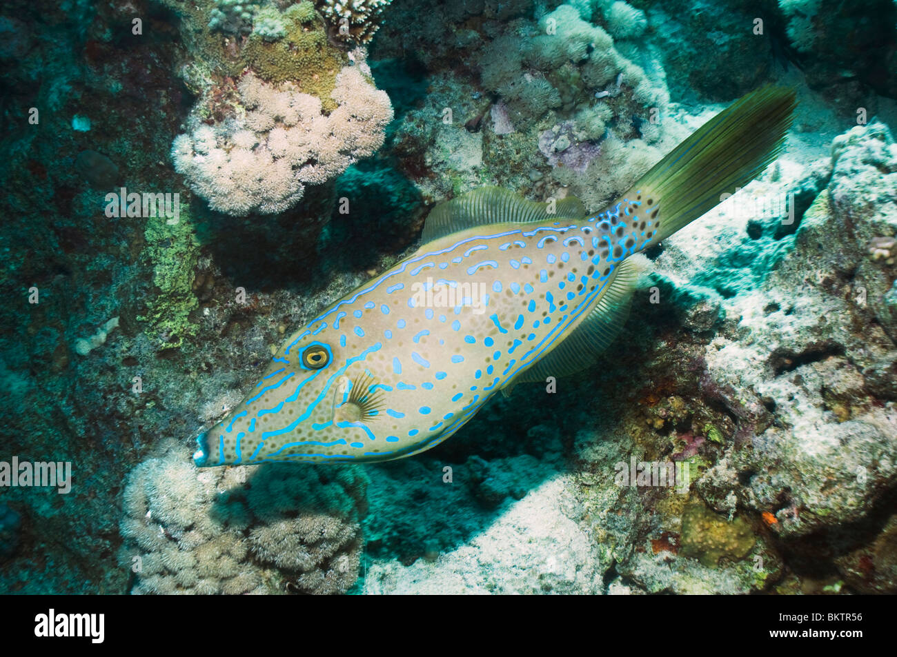 Scribbled filefish (Aluterus scriptus). Range: all tropical and ...
