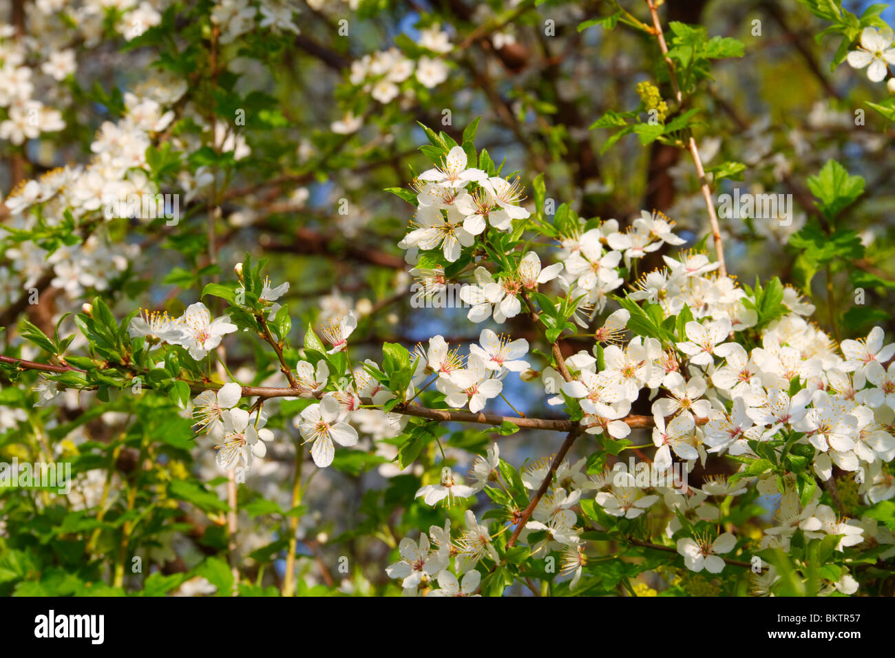 Bee still tree hi-res stock photography and images - Alamy