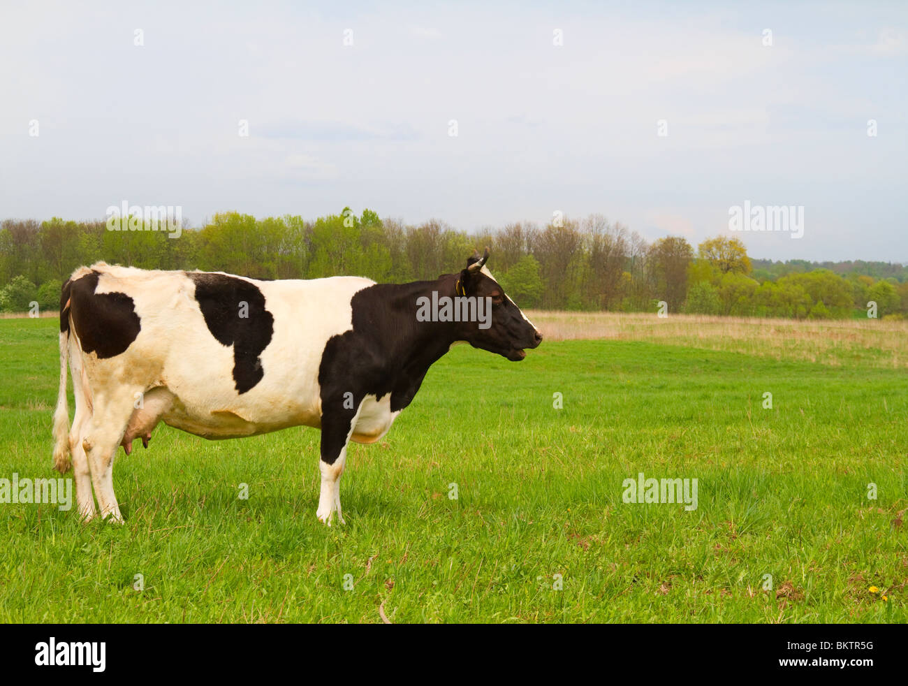 cow on spring meadow Stock Photo - Alamy