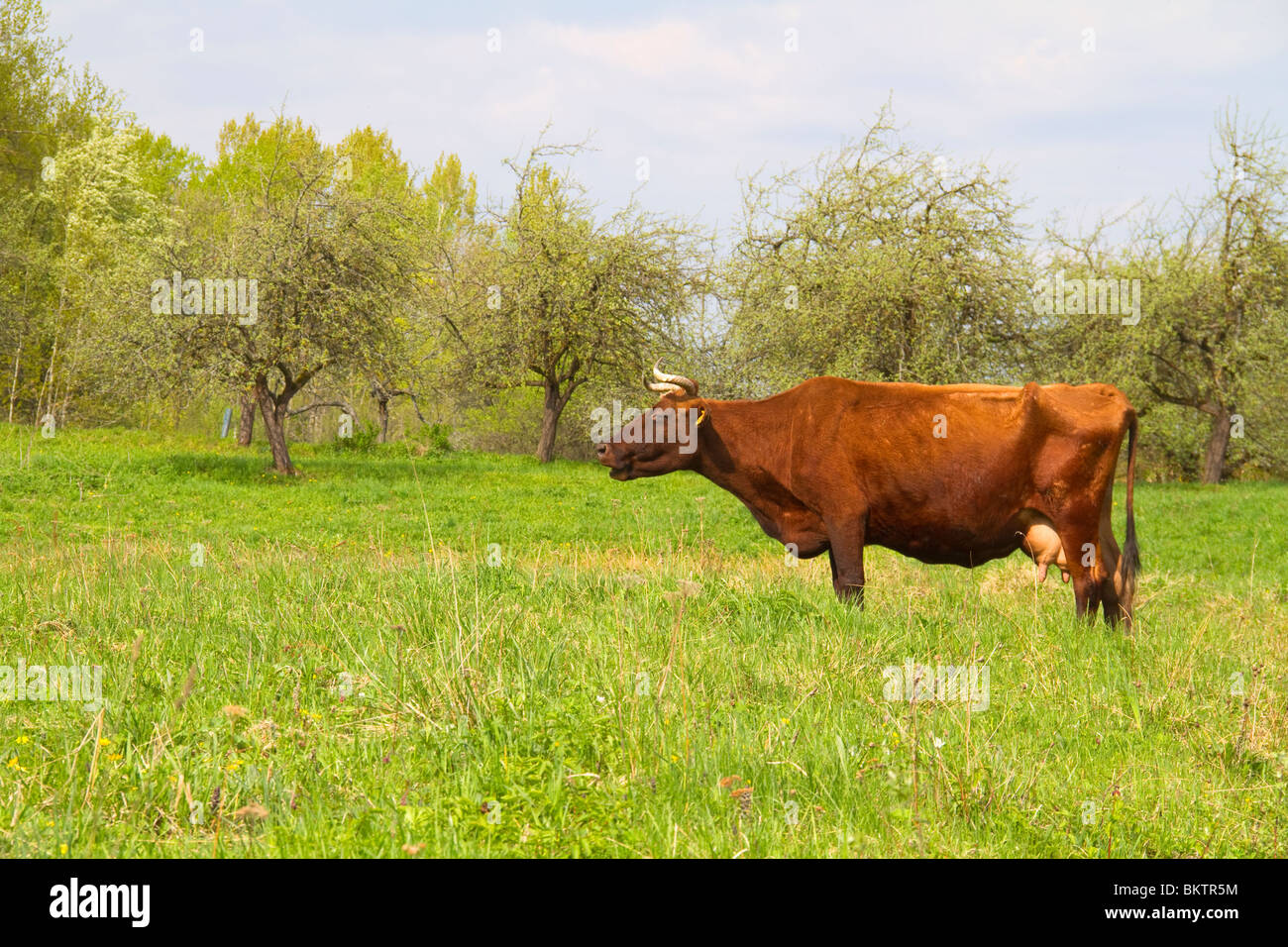 cow on spring meadow Stock Photo - Alamy