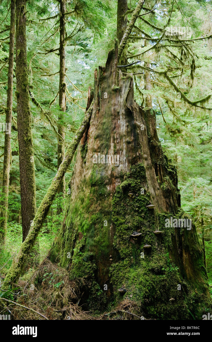 Decaying stump, Old-Growth Forest, Carmanah Valley, Vancouver Island ...
