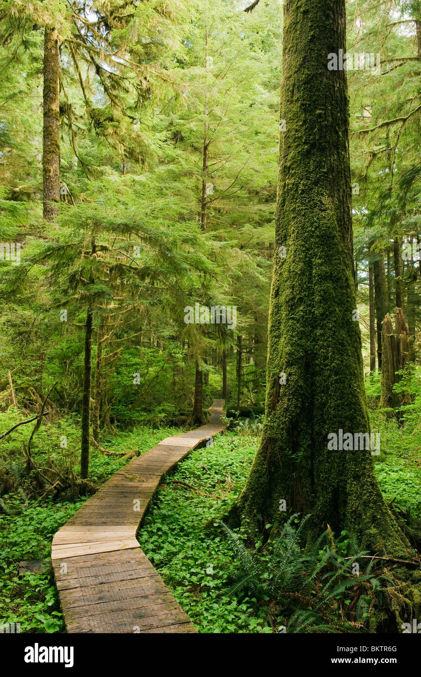 Boardwalk Trail through Old-Growth Forest, Carmanah Valley, Vancouver ...