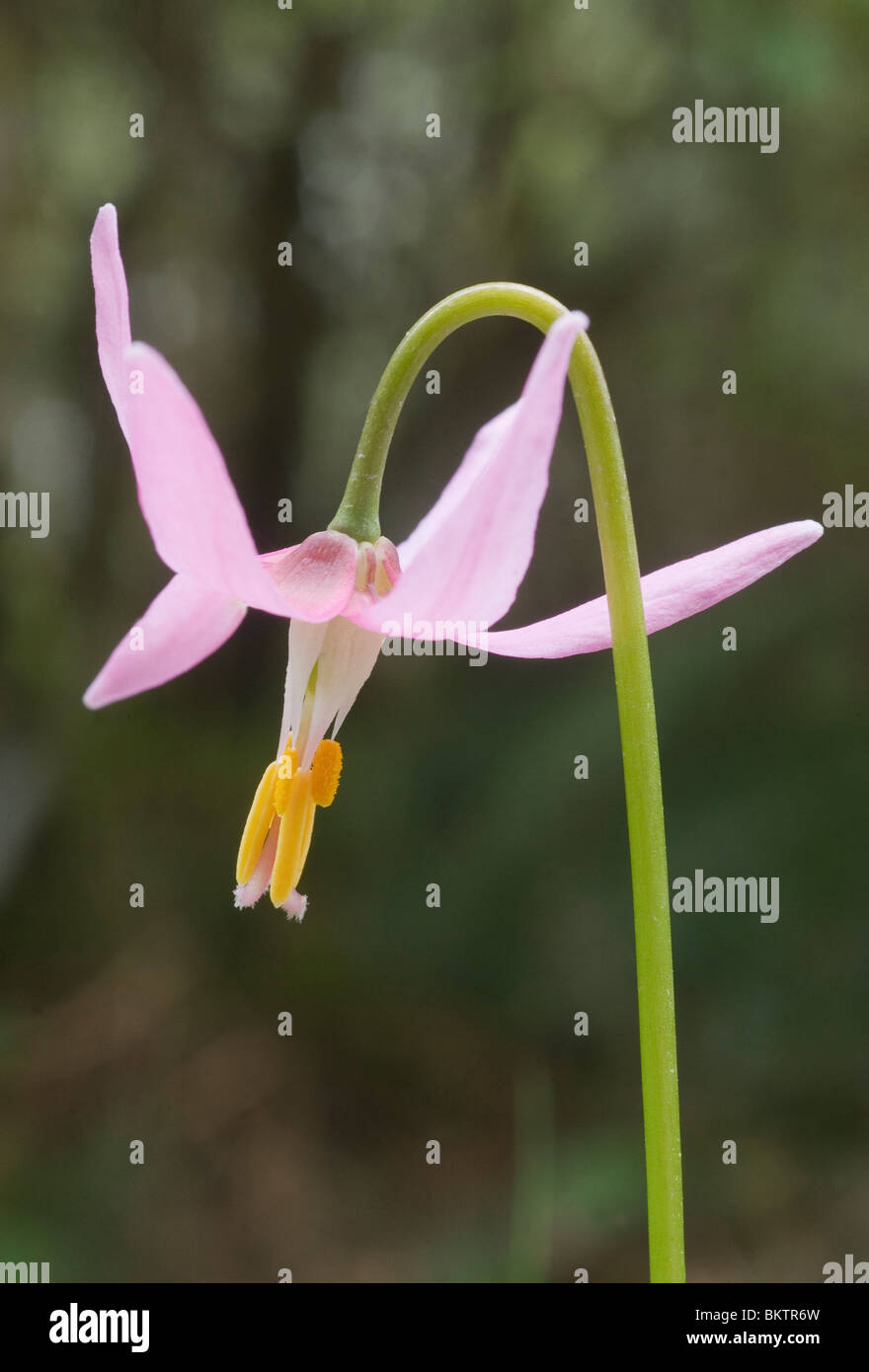 Pink Fawn Lily (Erythronium revolutum) at Honeymoon Bay, Vancouver ...